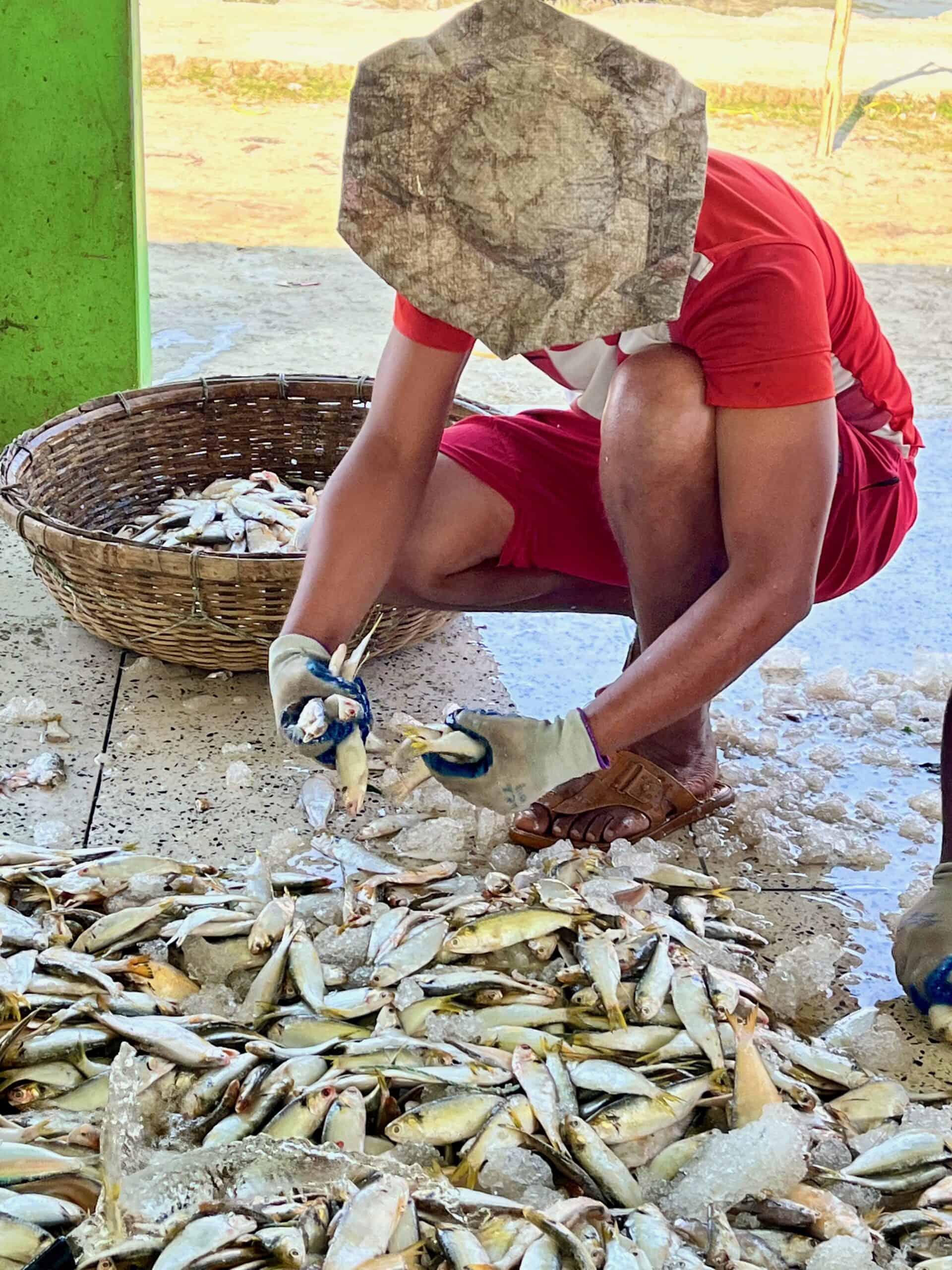 Working at the Alipur Fish Docks: Inside Bangladesh's Traditional ...
